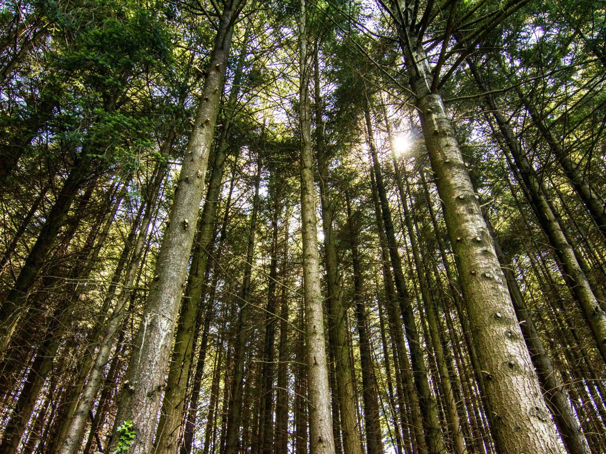 Authentic Segala | Figeac Tourism, Lot and Célé Valleys
